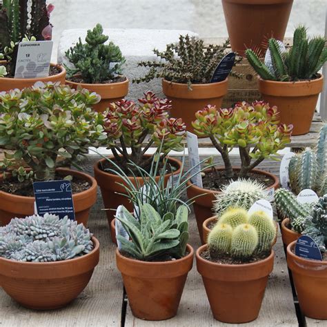 Cactées et succulentes origine France Les Fermes de Gally