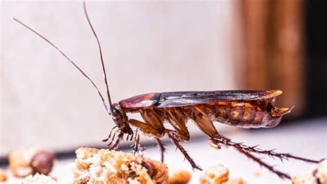 La Planta Que Debes Eliminar De Tu Casa Si No Quieres Que Te Invadan