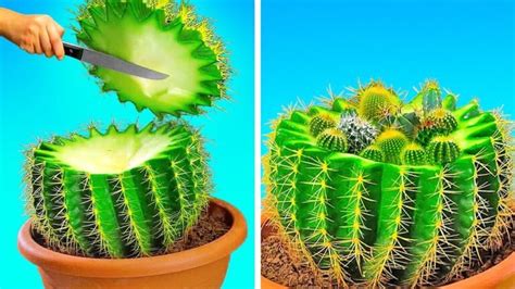Guía completa sobre tipos de cactus nombres y cuidados esenciales