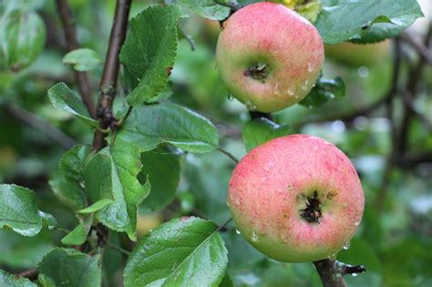 Manzana Árbol Manzanas Foto gratis en Pixabay