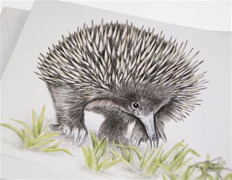 How To Draw An Echidna Step By Step Flagler Productions