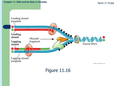 PPT CHAPTER 11 DNA And Its Role In Heredity PowerPoint Presentation
