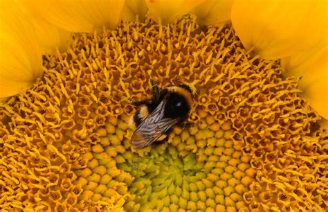 Bumble Bee And Sunflower Potatolovertwo Flickr