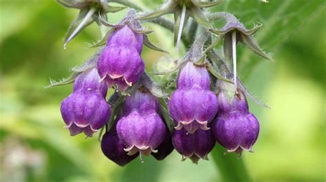 Allantoin nedir nelerde bulunur Allantoin cilde yararları nelerdir