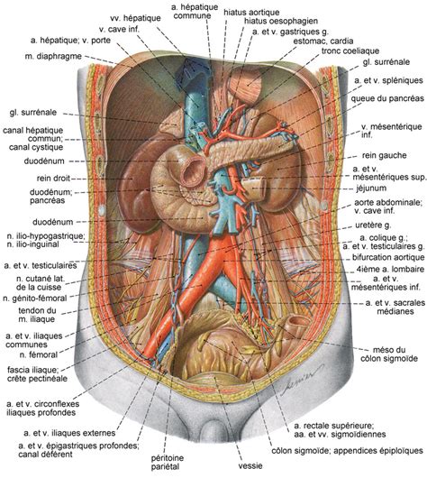 Coupe Dun Rein Organes Du Corps Humain Anatomie Humaine Organes
