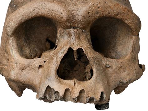 Human Evolution Skulls
