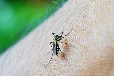 Por qué pican los mosquitos y cómo evitarlo Sistemas24H