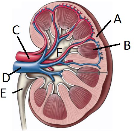 The Urinary System Flashcards Quizlet