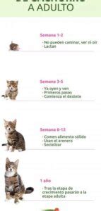 Cómo alimentar a un gato recién nacido consejos y recomendaciones