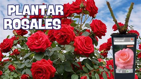 CÓMO PLANTAR ROSALES para TENER MUCHAS FLORES CUIDADOS y CONSEJOS