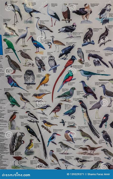 South Africa Birds Chart For Birding Enthusiasts Editorial Photo