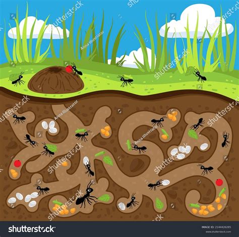 안트요 여왕의 자궁과 유충이 있는 지하에 스톡 벡터 로열티 프리 2144426285 Shutterstock