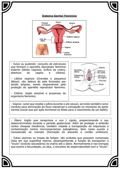 Ci Ncias Sistema Reprodutor Humano Texto E Atividades Sobre O Sistema