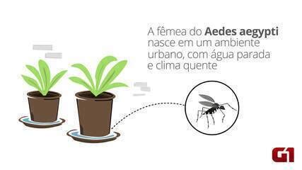 Febre amarela dengue zika e chikungunya entenda as doenças do Aedes