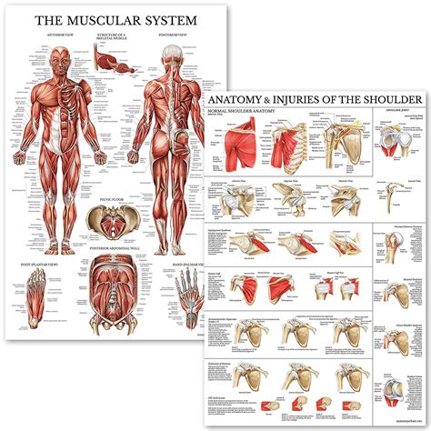Muscular System Shoulder Anatomy Poster Set Laminated Palace Learning