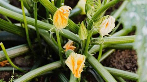 Fiori Di Zucca Come Riconoscere I Maschi Dalle Femmine