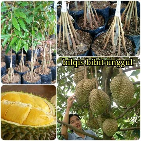 Jual Bibit Tanaman Buah Durian Musang King Musangking Kaki 10 Sepuluh