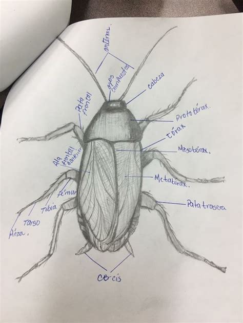 Dibujo Partes De Un Insecto Partes De Un Insecto Insectos Partes