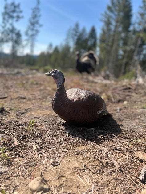 Hunting Highlights Turkey Takeover Mywdfw