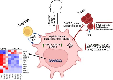 Frontiers Monocytic Myeloid Derived Suppressor Cells Suppress T Cell