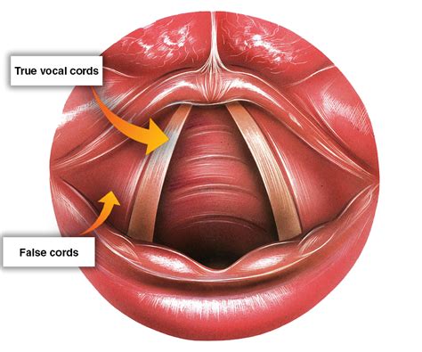 True And False Vocal Cords Model