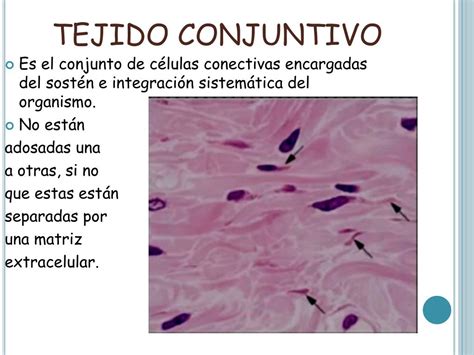 Tejido Conjuntivo Concepto Tipos Y Funciones Images And Photos Finder