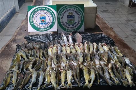 Dois turistas são multados em R 1 8 mil por pesca predatória no rio