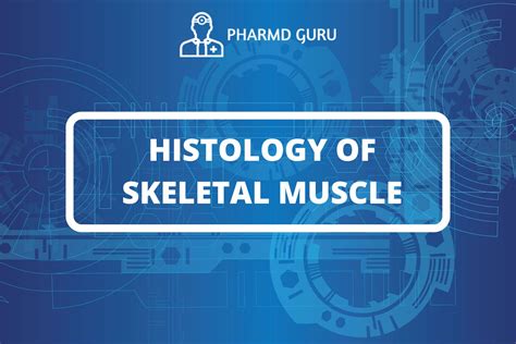 Histology Of Skeletal Muscle Pharmd Guru