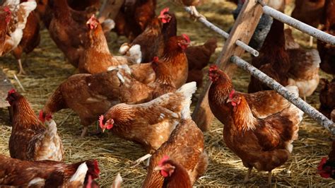 El precio en origen del cerdo y los huevos alcanza niveles históricos