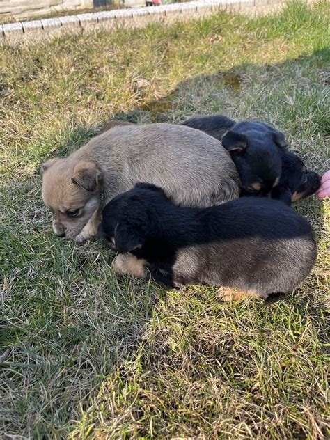 Oddam szczeniaki w dobre rece Tczów OLX pl