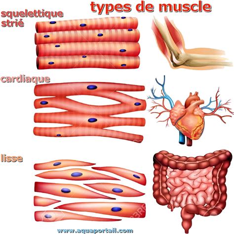 Muscle D Finition Et Explications