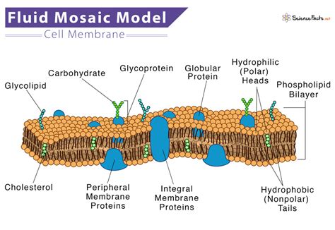 How To Draw Cell Membrane Fluid Mosaic Model Diagram Step By Step