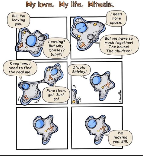 My Love My Life Mitosis Meme Subido Por Browning306 Memedroid