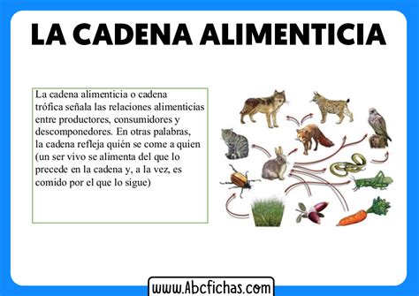 La Cadena Alimenticia O Trofica ABC Fichas