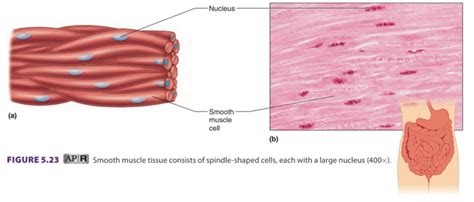 Smooth Muscle Labeled Diagram