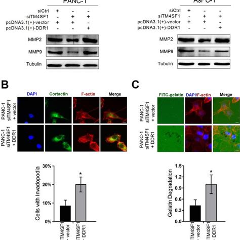 Tm Sf Induced Migration And Invasion Requires Ddr A Western Blot