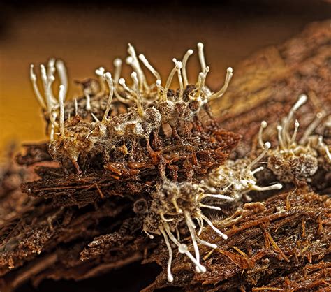 Fungus Stibella Parasitic On Slime Mould Metatrichia Floriformis
