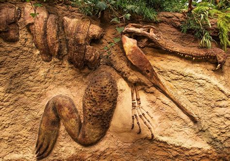 Fósiles de dinosaurios en el mundo dónde se encuentran Ingeoexpert