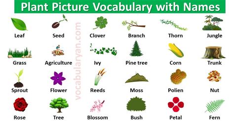 List Of Plant And Flower Names In English With Pictures Off