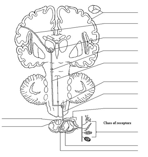 Neuro Exam Dcml System Labeling Diagram Quizlet