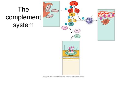 ppt the complement system powerpoint presentation free download id 3196725