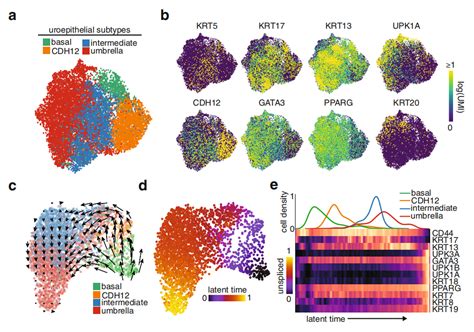 X Genomics Akoya