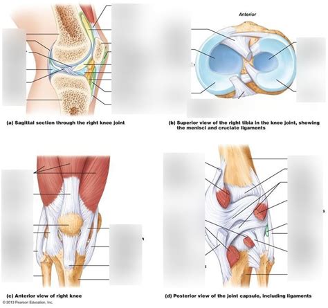 Anatomy Practicum Knee Joint Diagram Quizlet