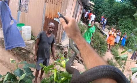 V Deo Mostra Captura Delicada De Mamba Negra Picada Da Cobra Pode