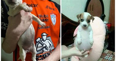 Twitter viral Perrito panzón cuál es el origen de la mascota del