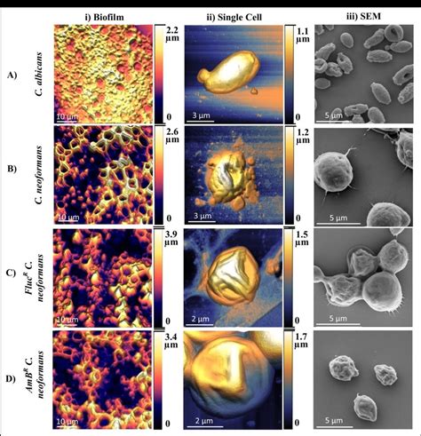 High Resolution Images Of Fungal Biofilms And Isolated Fungal Cells Of
