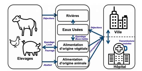 1 3 Variation génétique bactérienne et résistance aux antibiotiques