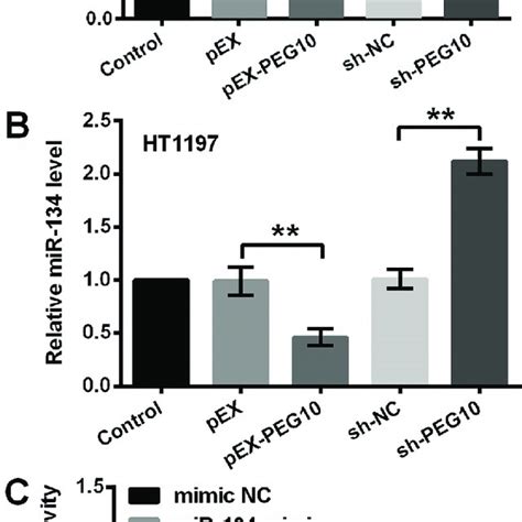 LncRNA PEG10 Negatively Regulated The Expression Of MiR 134 After