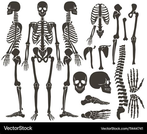 Human Bones Skeleton Dark Black Silhouette Vector Image