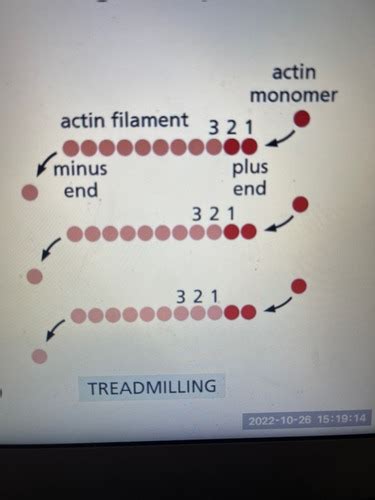 Cell Bio Exam Flashcards Quizlet